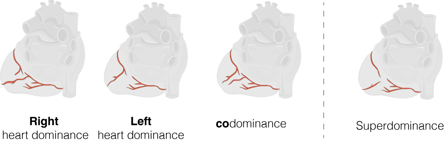 Cardiac dominance - Four Minute Medicine